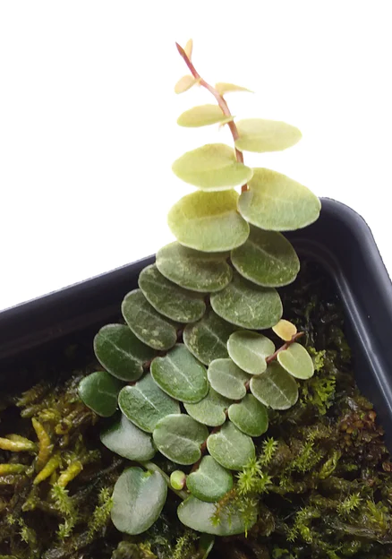 Marcgravia sp Peru amazing terrarium plants! – Mosswholesale